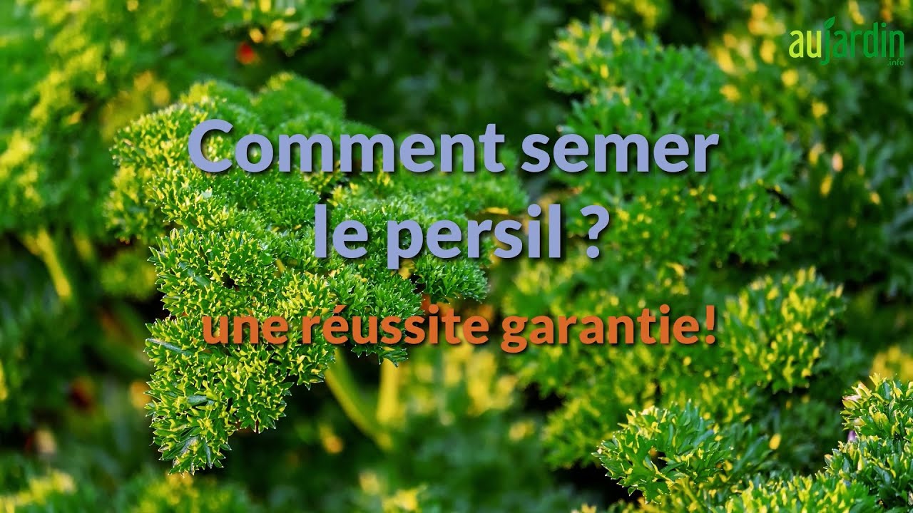 COMMENT et QUAND SEMER le PERSIL et RÉUSSIR son SEMIS à coup sûr ?