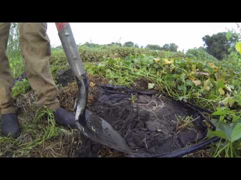 Digging Up Sweet Potatoes – Dane County Sweet Potato Project