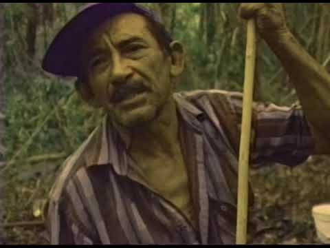 Revisiting Belize’s Once Thriving Chicle Industry