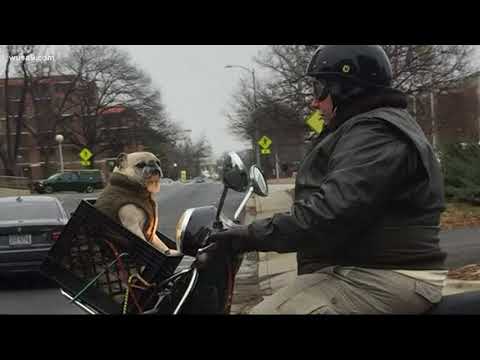 Most DC Thing: Dog in a crate attached to scooter
