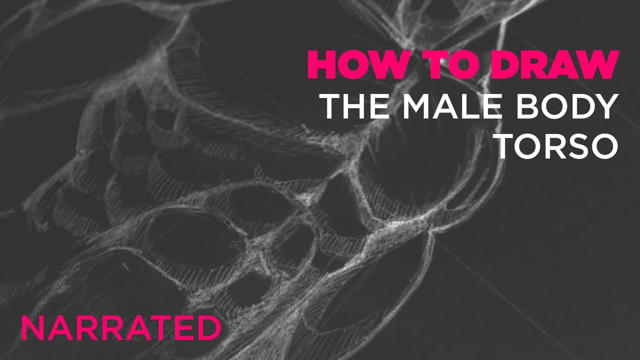 How to Draw the Male Body - Torso (Narrated)