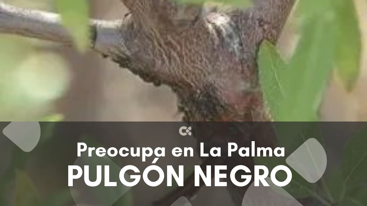 El pulgón negro en los almendros preocupa en La Palma