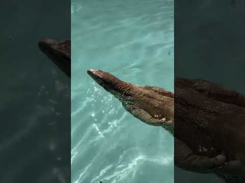 ASIAN WATER MONITOR SWIMMING #reptile #lizard #monitorlizard