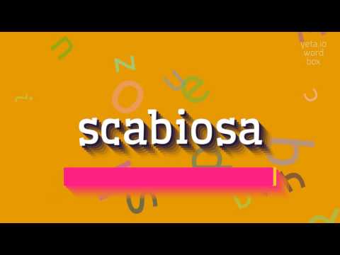 How to say "scabiosa"! (High Quality Voices)