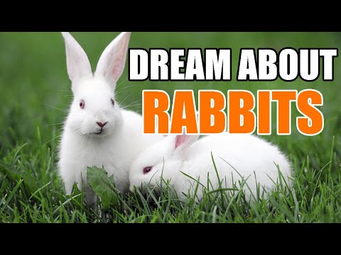 Interesting Meanings Behind Dreams about Rabbits - Sign Meaning