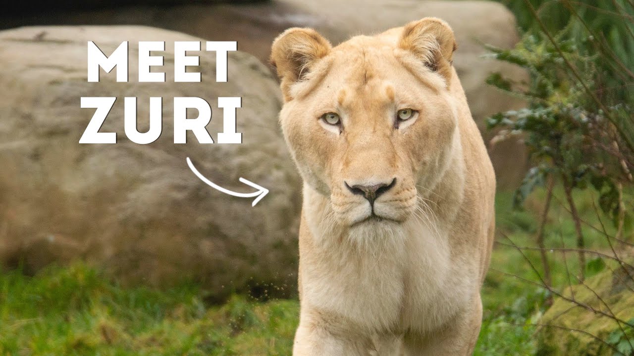 Meet Zuri A White Lion | Meet The Animals