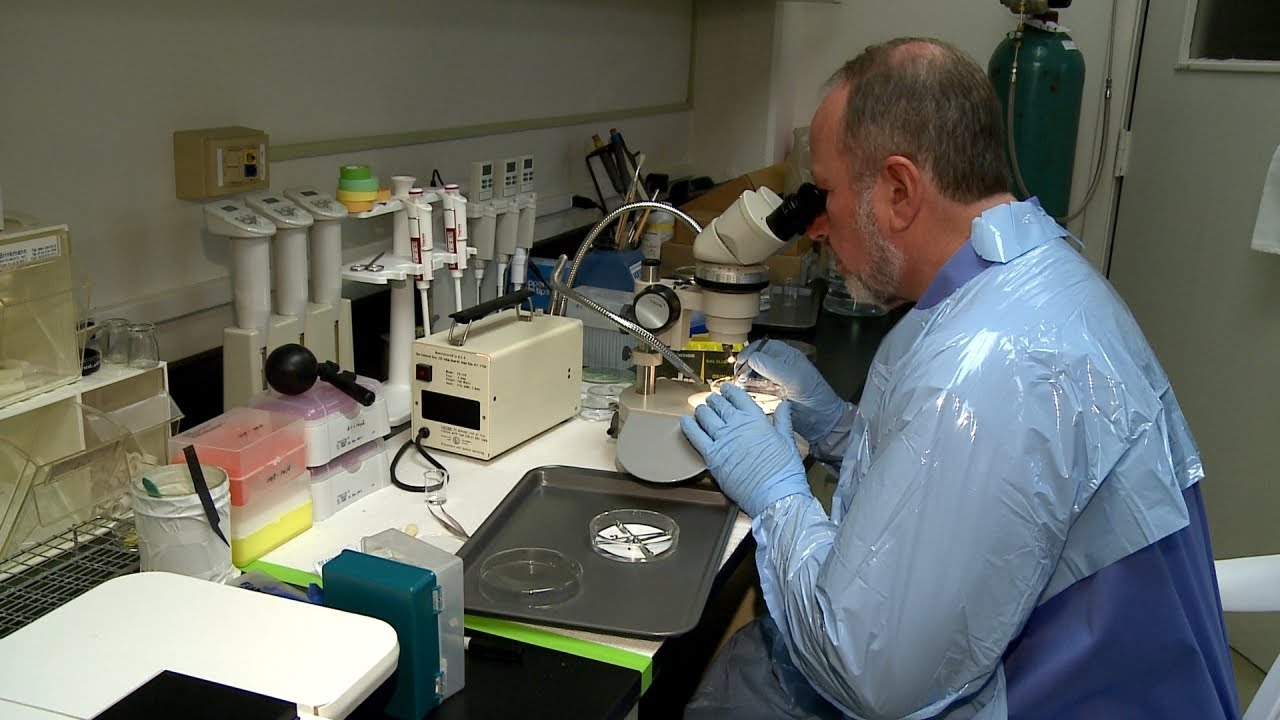 USDA Researcher Looks To Control Bed Bugs