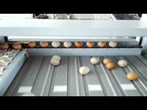 Egg Grading Machine - Egg Grader Latest Price, Manufacturers & Suppliers