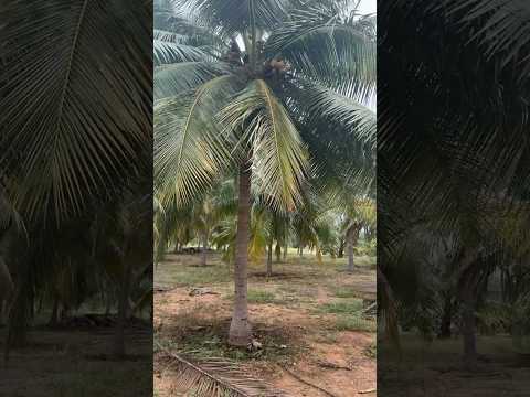 Farm on jan 22nd 2025