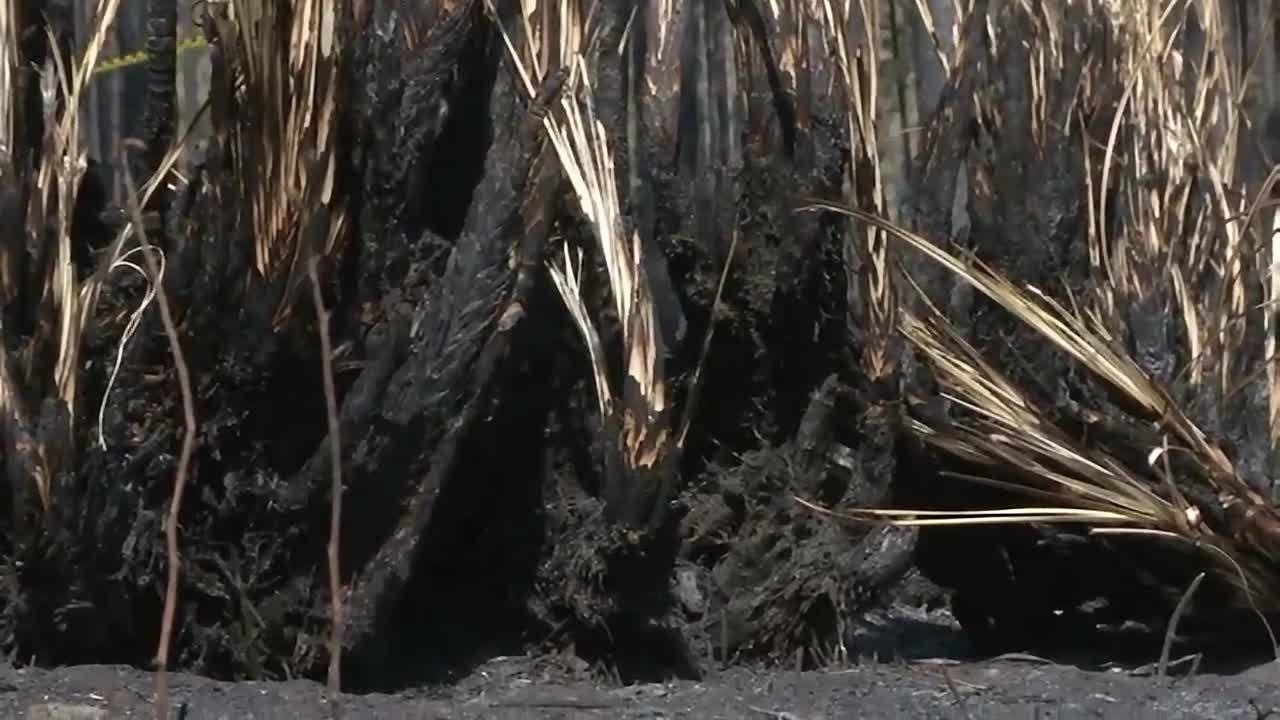Close up look at Okefenokee fire devastation