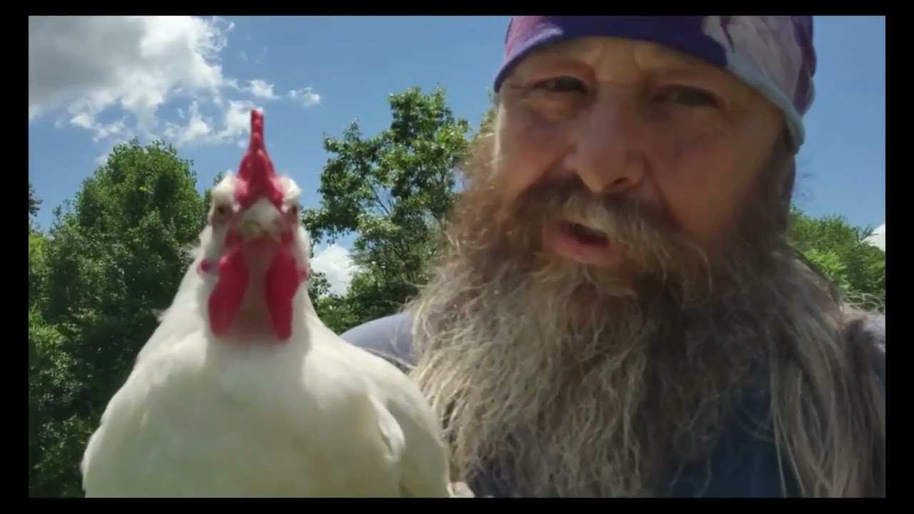 American Bresse Chickens and The 16 week MYTH