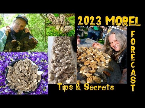 🔥2023 MOREL MUSHROOMS FORECAST🔥Tips & Secrets, Festivals, FIRST USA MOREL FOUND!😱#howtofindmorels