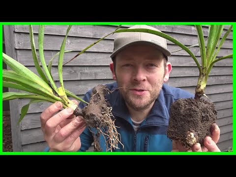How to Grow Yucca Plants (from Cuttings)