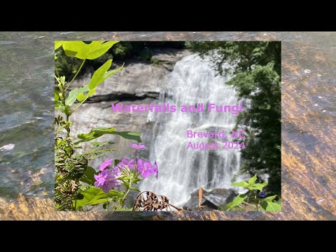 2024 08 08 Waterfalls and Fungi, Brevard, NC