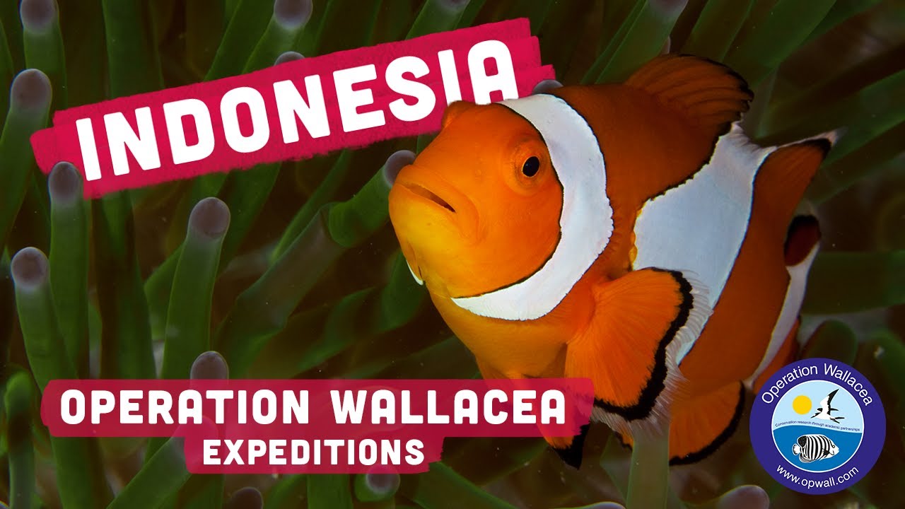 Operation Wallacea - Indonesia Expeditions
