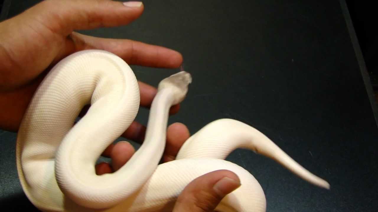 Female Super Mojave