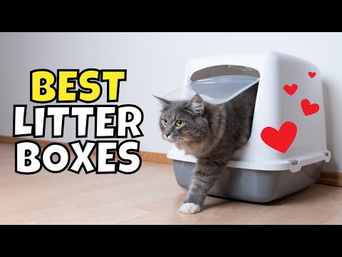 The Best Cat Litter Boxes of 2025, Approved by Cats