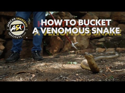 How To - Bucket a Venomous Snake