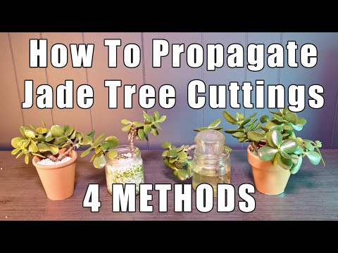 How To Propagate Jade ( 4 Ways and RESULTS )