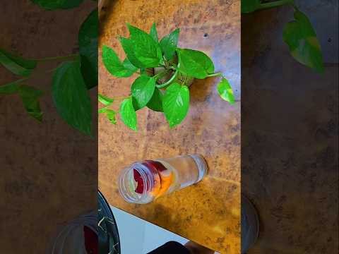 detox water for weight loss #detoxdrink #detoxwaterforweightloss #ytshorts #trendingshorts