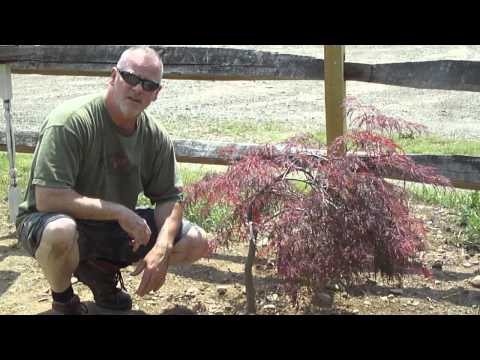 020 Japanese Maple. Tamukeyama