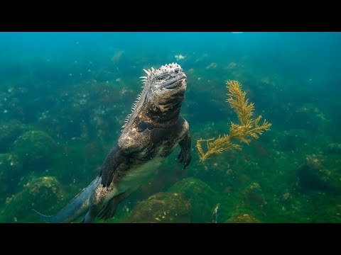 WALKING WITH Marine Iguanas on the GALAPAGOS Islands