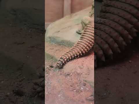This Uromastyx's Tail Looks Like Bowser's Shell