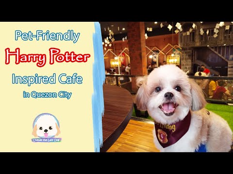 Pet-friendly Harry Potter Cafe (MadCafe Ph) | Chewie the Lazy Dog