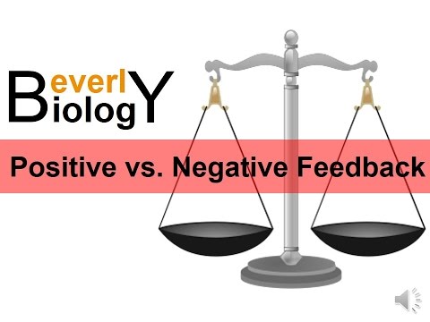 Negative vs Positive Feedback
