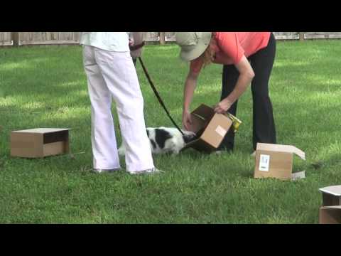 Courteous Canine Scent Training