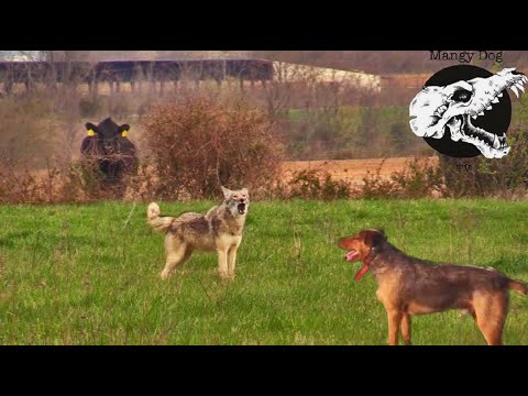 Cattle Killer - Coyote Hunting With Decoy Dogs