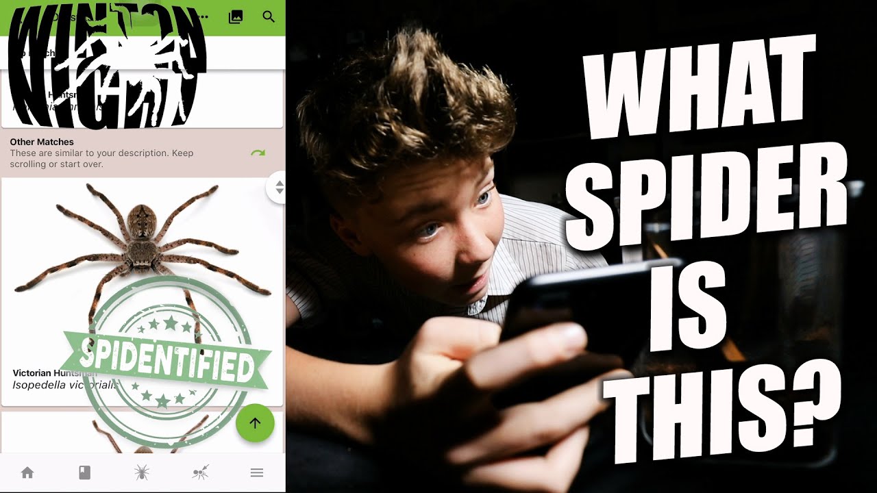 How to IDENTIFY a Spider?... using the SPIDENTIFY APP!