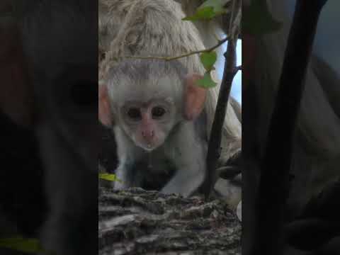 10 Cool facts about Baby Monkeys #facts #baby #monkey
