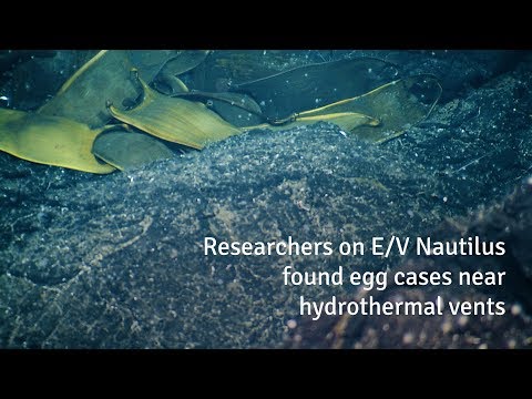 Deep-sea rays use hydrothermal vents for incubating eggs | Dear Kitty ...