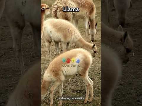 Alphabet Animal Start with the Letter L [English] Part 2 : Llama, Leopard, Lobster, Lark, Liger