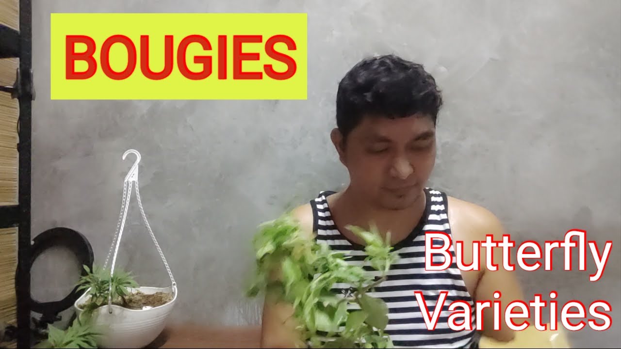 Bougainvillea unboxing: 