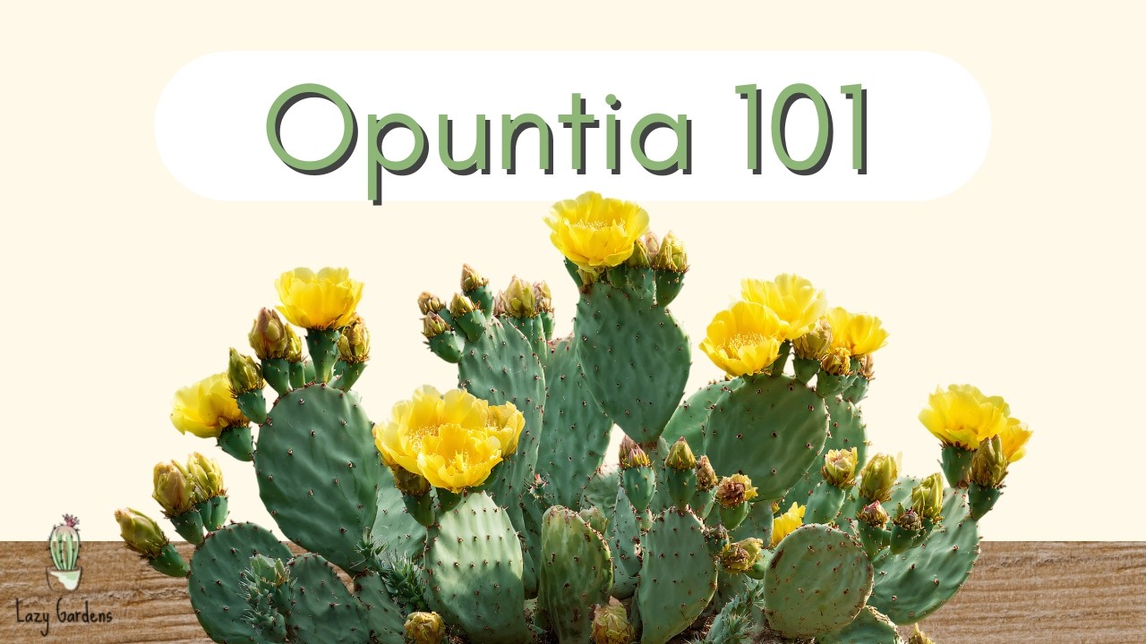 How to Care for the Prickly Pear Cactus | Opuntia 101