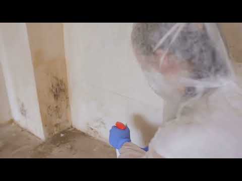 What Is The Meaning Of Mold Mitigation in Sarasota, FL? VetCor of Sarasota Manatee Has The Answer