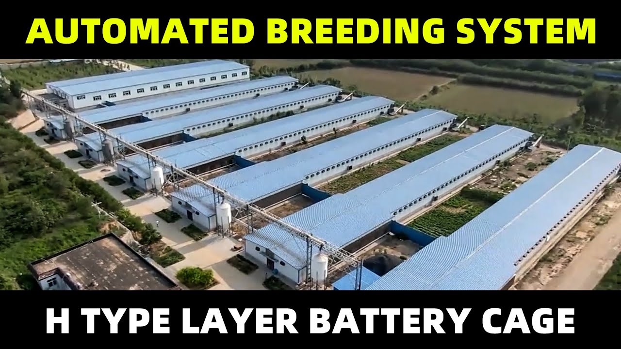 H Type Layer Battery Chicken Cage | Poultry automated farming equipment