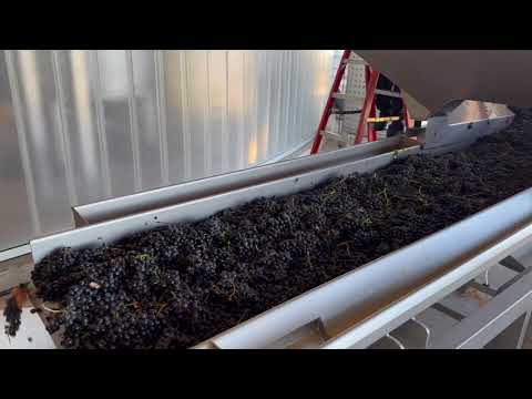 Harvest 2022 - Processing Our Petit Verdot Grapes