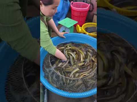 1 kilo of eel costs $ 5.50