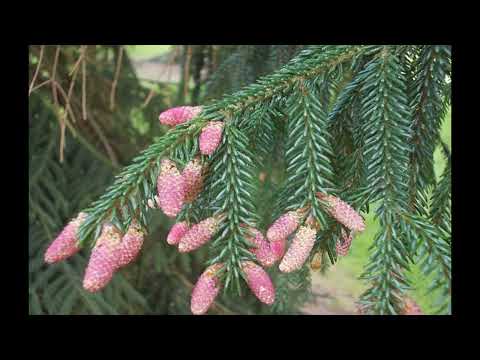 Conifers vs. Angiosperms - Learn Horticulture