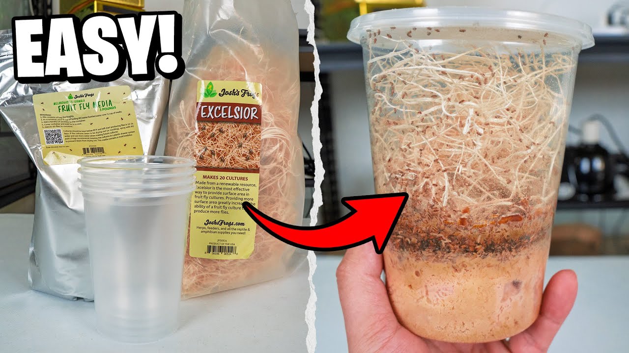 How To Breed Flightless Fruit Flies