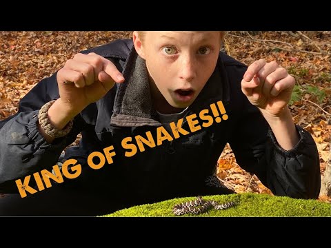 Eastern Milk Snake! THE KING OF SNAKES?!?