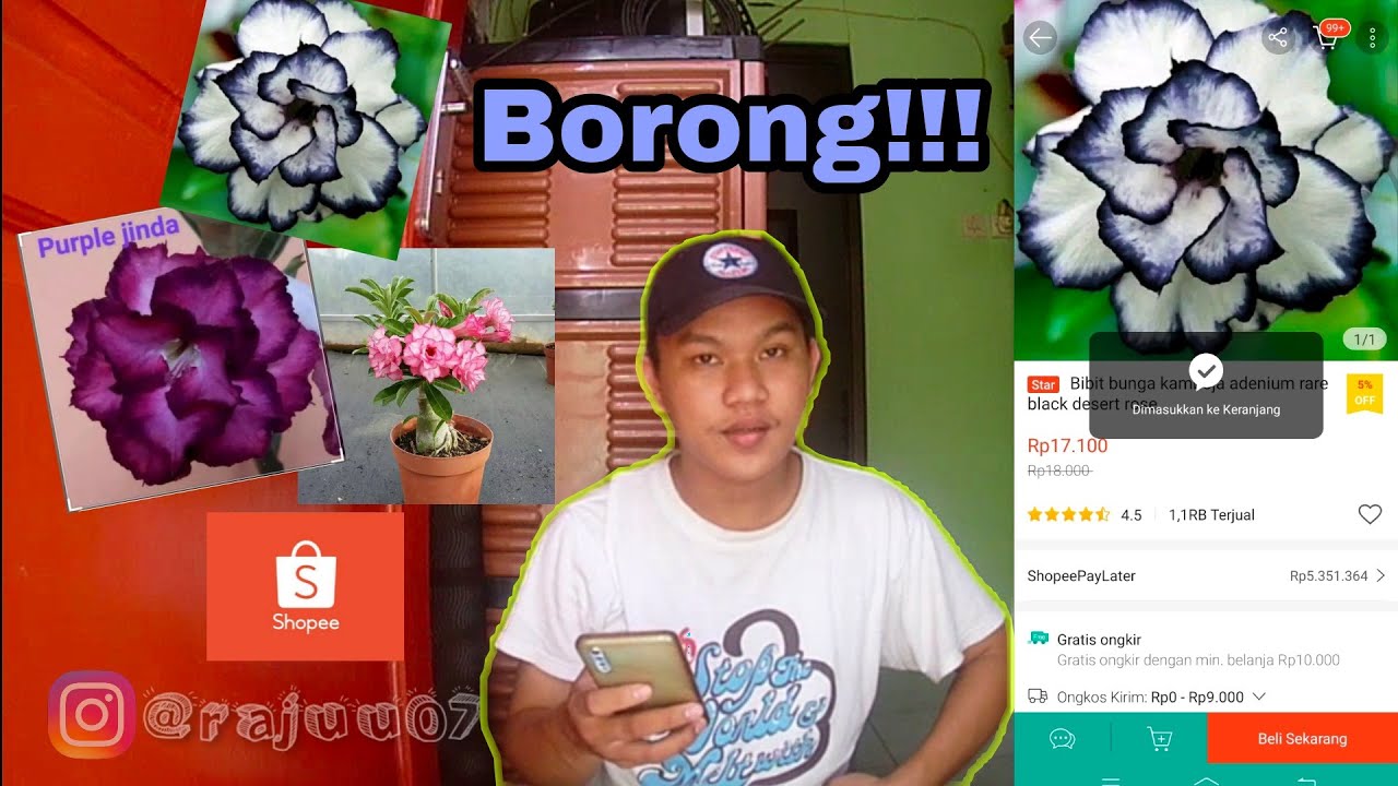 BELANJA TANAMAN HIAS ADENIUM DI SHOPEE, ASLI BAGUS BANGET