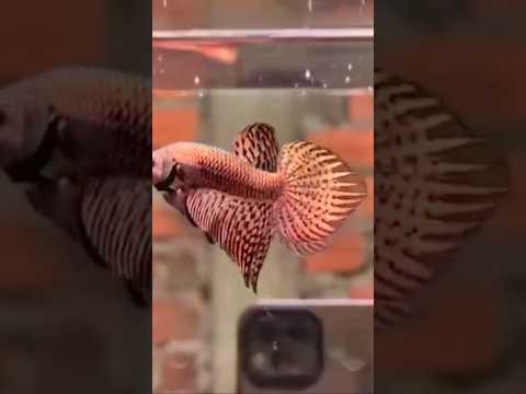 Alien copper gold #betta #bettafish #comedy #shortvideos #fish #alien #shorts