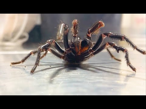 Super Sized Funnel Web Spider Named 'Dwayne The Rock Johnson'