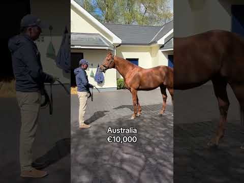 Superstars everywhere! ๐คฉ Which Coolmore stallion would you choose? ๐ #horseracing #stallions