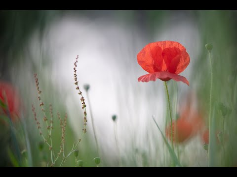 Introduction flower art photography: now available