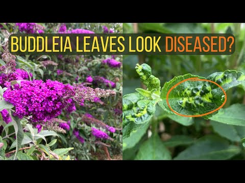 How To Solve The Mystery of Virus-Like Yellow-Green Spots on Buddleia Leaves (Aphids)